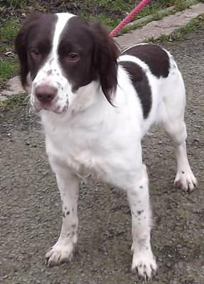 pringle 13m | Leigh Dogs and Cats Home